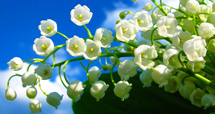 Fête du travail, muguet: pourquoi les célèbrent-on le 1er mai?
